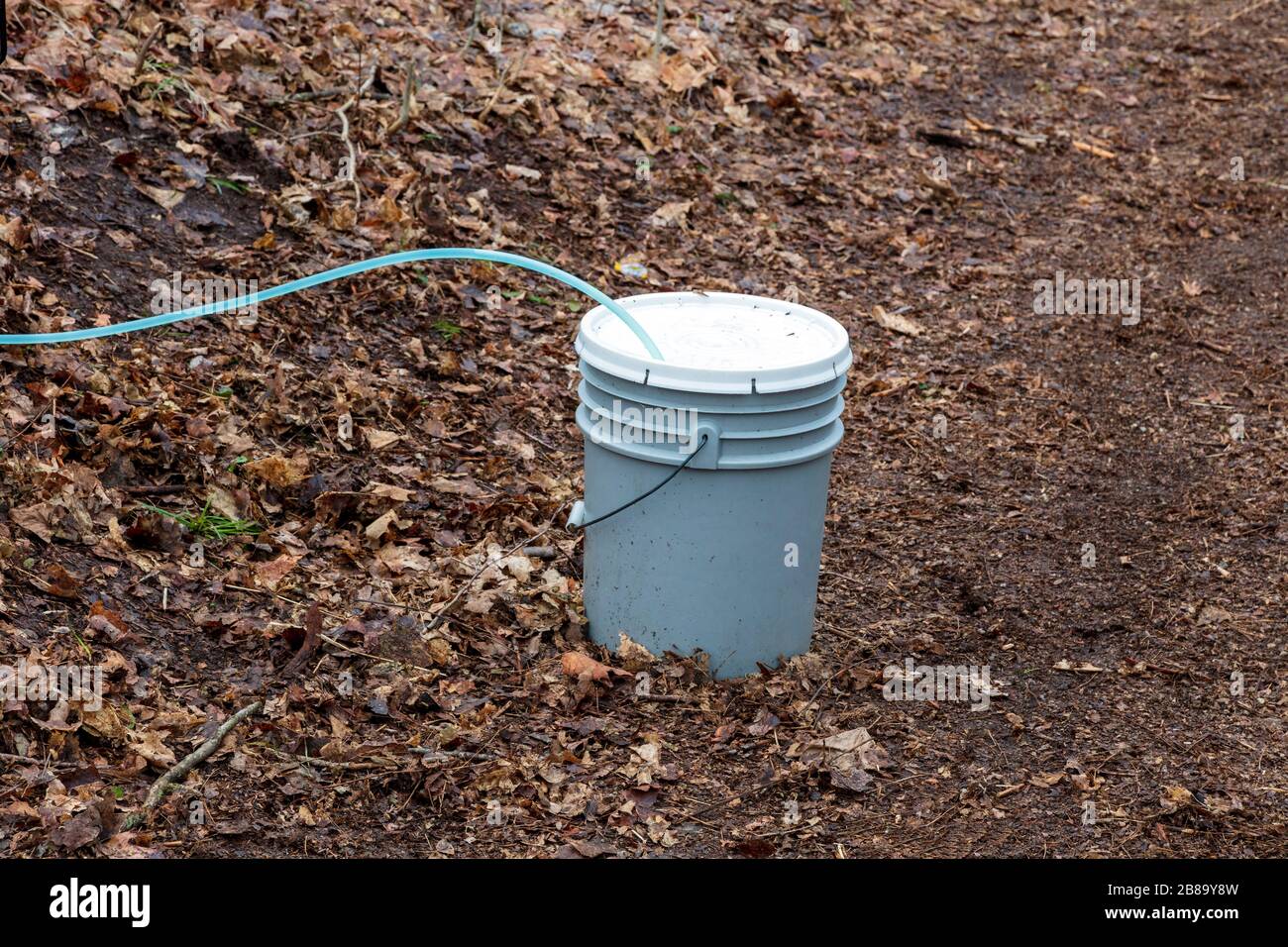 Maple Sugar sap gathering from Sugar Maple Trees, SW Michigan, USA, by ...