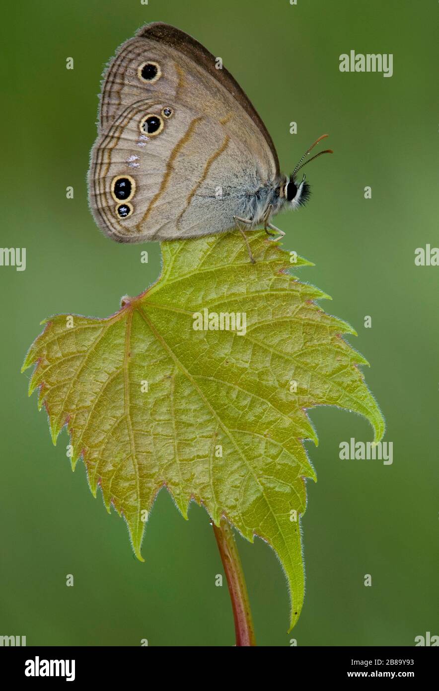 Satyr butterflies hi-res stock photography and images - Alamy