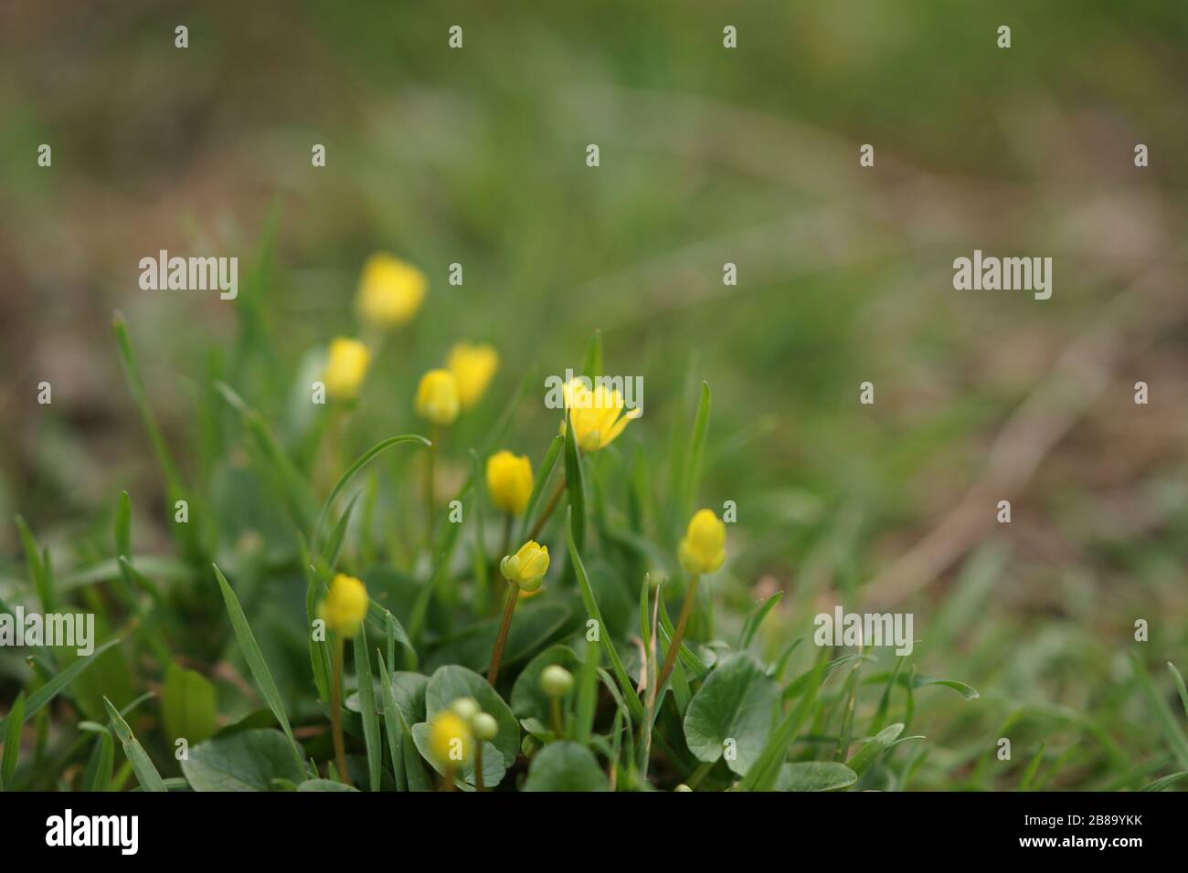 Yellow flowers grow in a spring field Stock Photo - Alamy