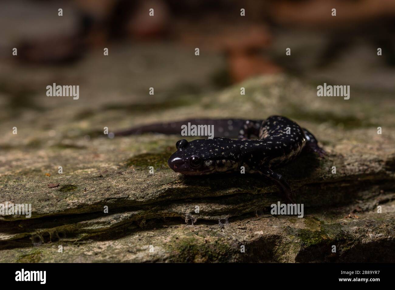 Grey spotted salamander hi-res stock photography and images - Alamy