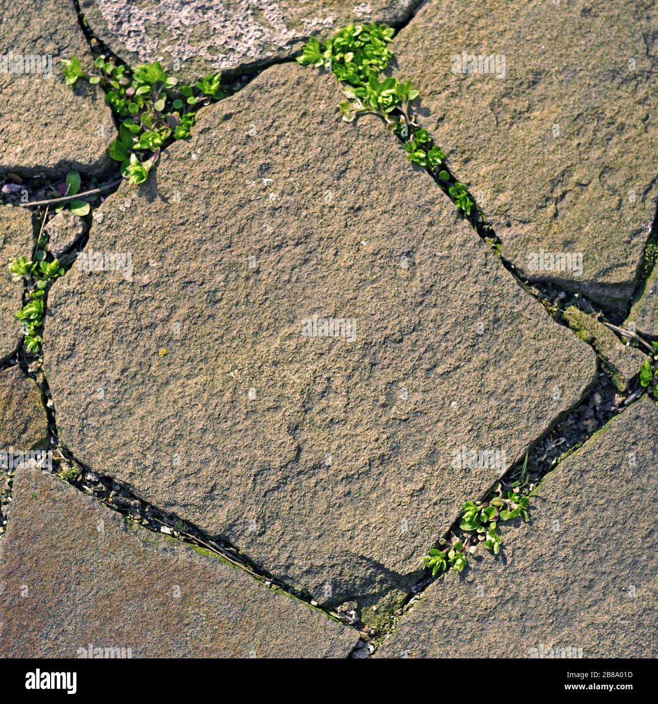 Old pavement of wild stones with green grass in the seams Stock Photo ...