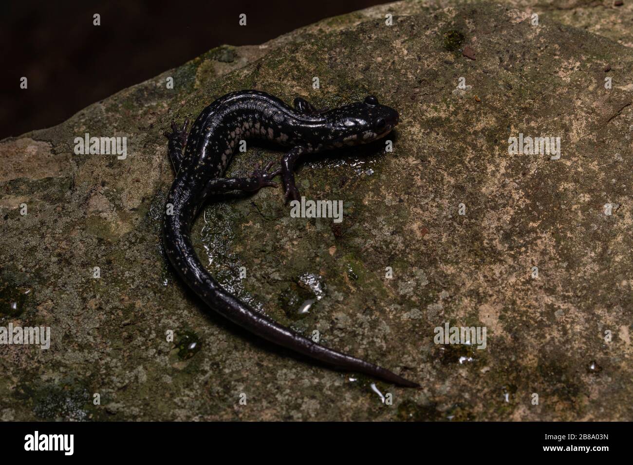 Grey spotted salamander hi-res stock photography and images - Alamy