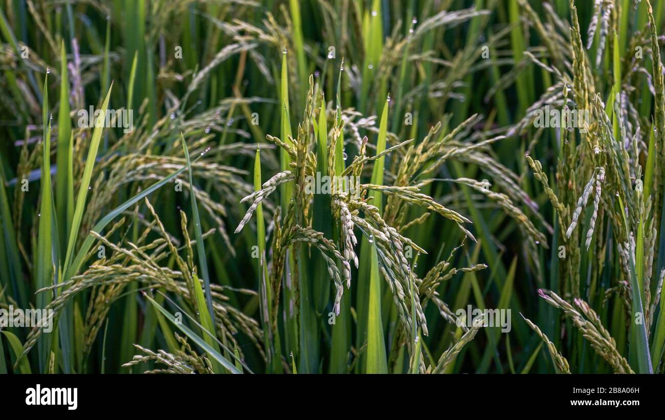 Rice nature hi-res stock photography and images - Alamy