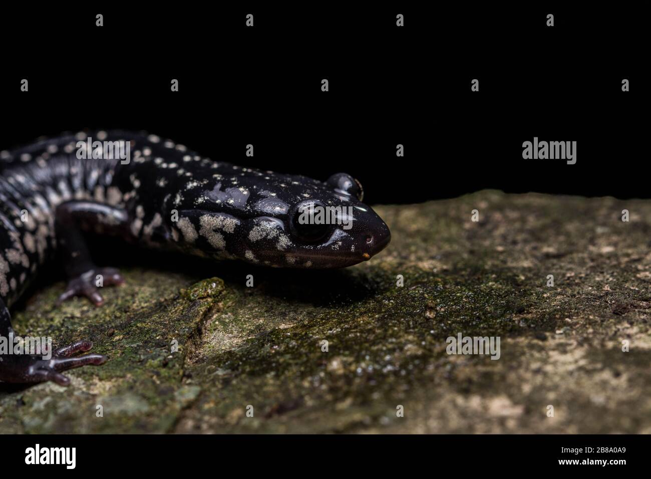 Plethodon salamanders hi-res stock photography and images - Alamy