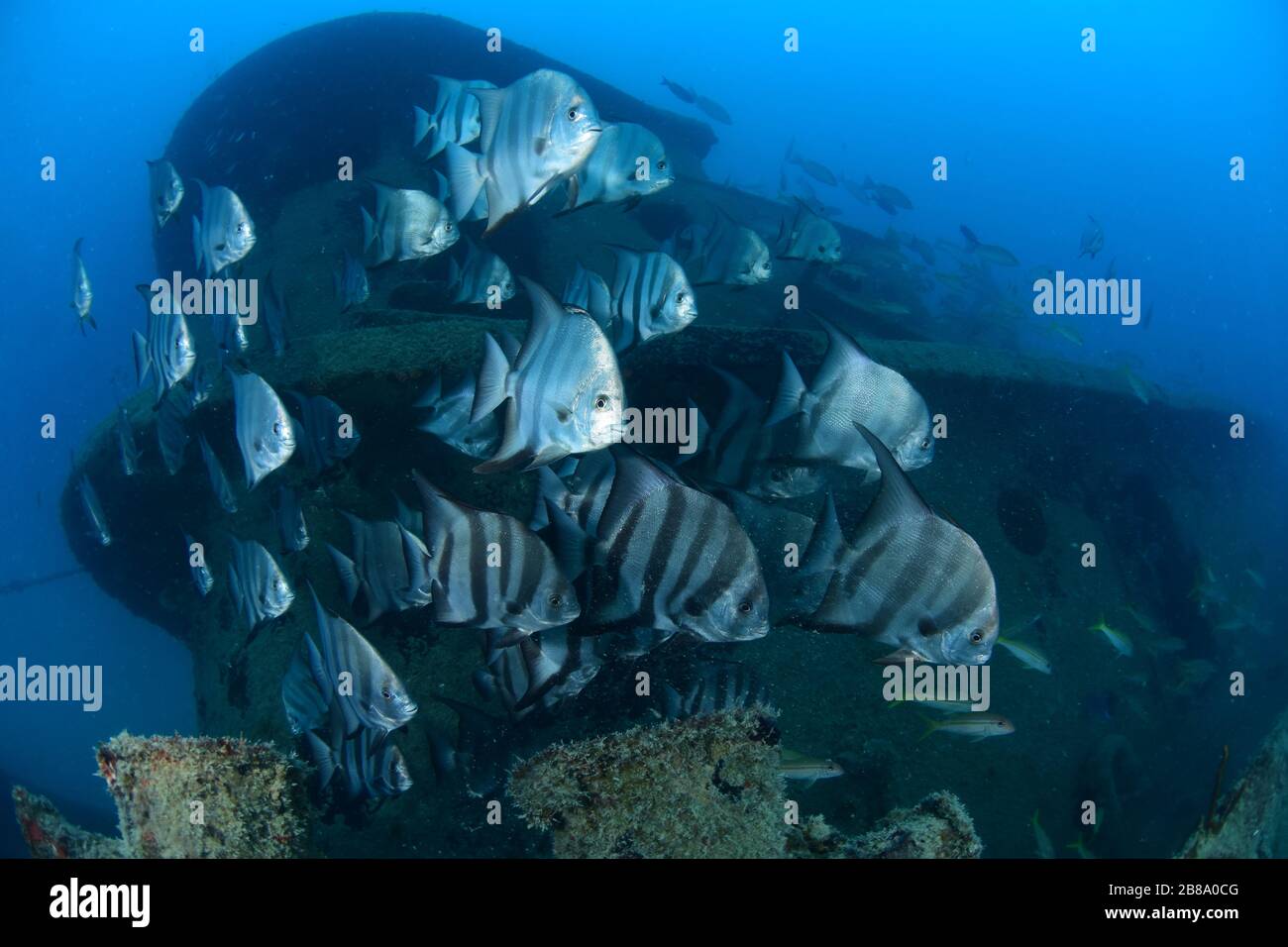 Underwater images from dives, divers and marine life while diving on ...