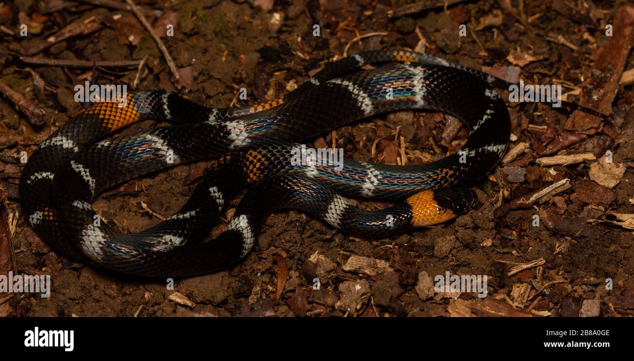Black-headed Calico Snake (Oxyrhopus vanidicus) from the Peruvian ...