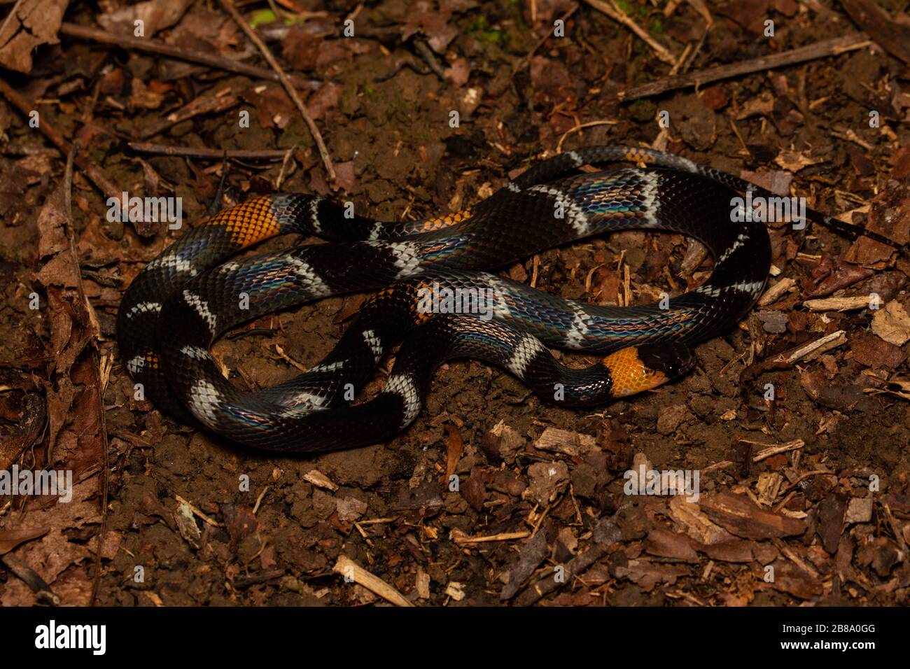 Black headed calico snake hi-res stock photography and images - Alamy