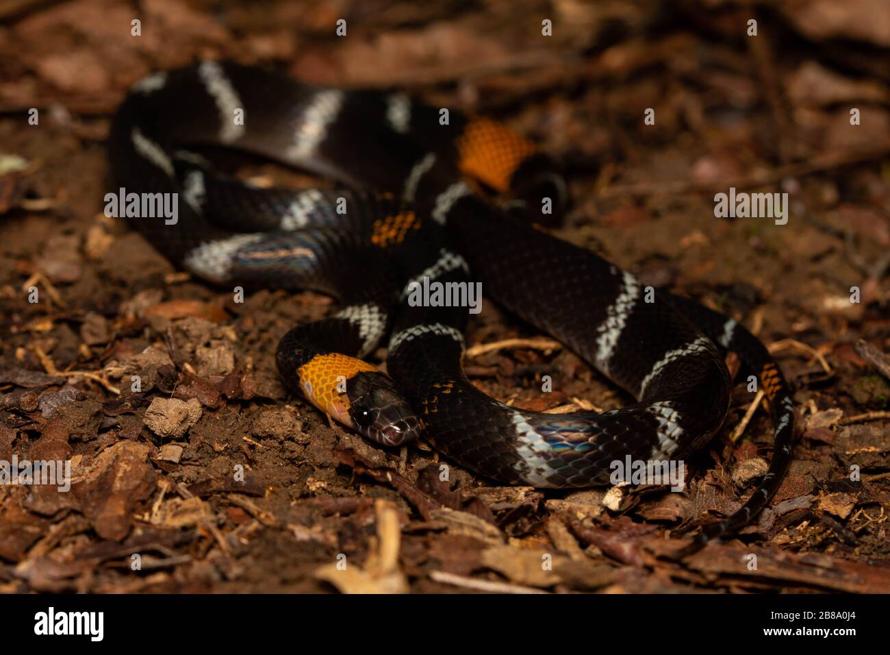 Black headed calico snake hi-res stock photography and images - Alamy