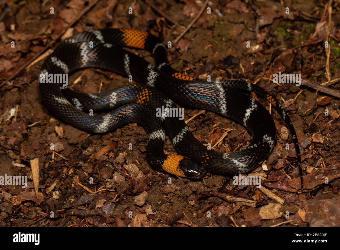 Black-headed Calico Snake (Oxyrhopus vanidicus) from the Peruvian ...