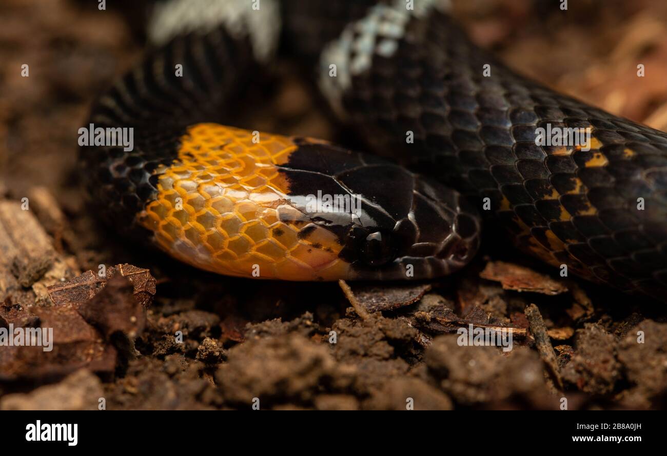 Black-headed Calico Snake (Oxyrhopus vanidicus) from the Peruvian ...