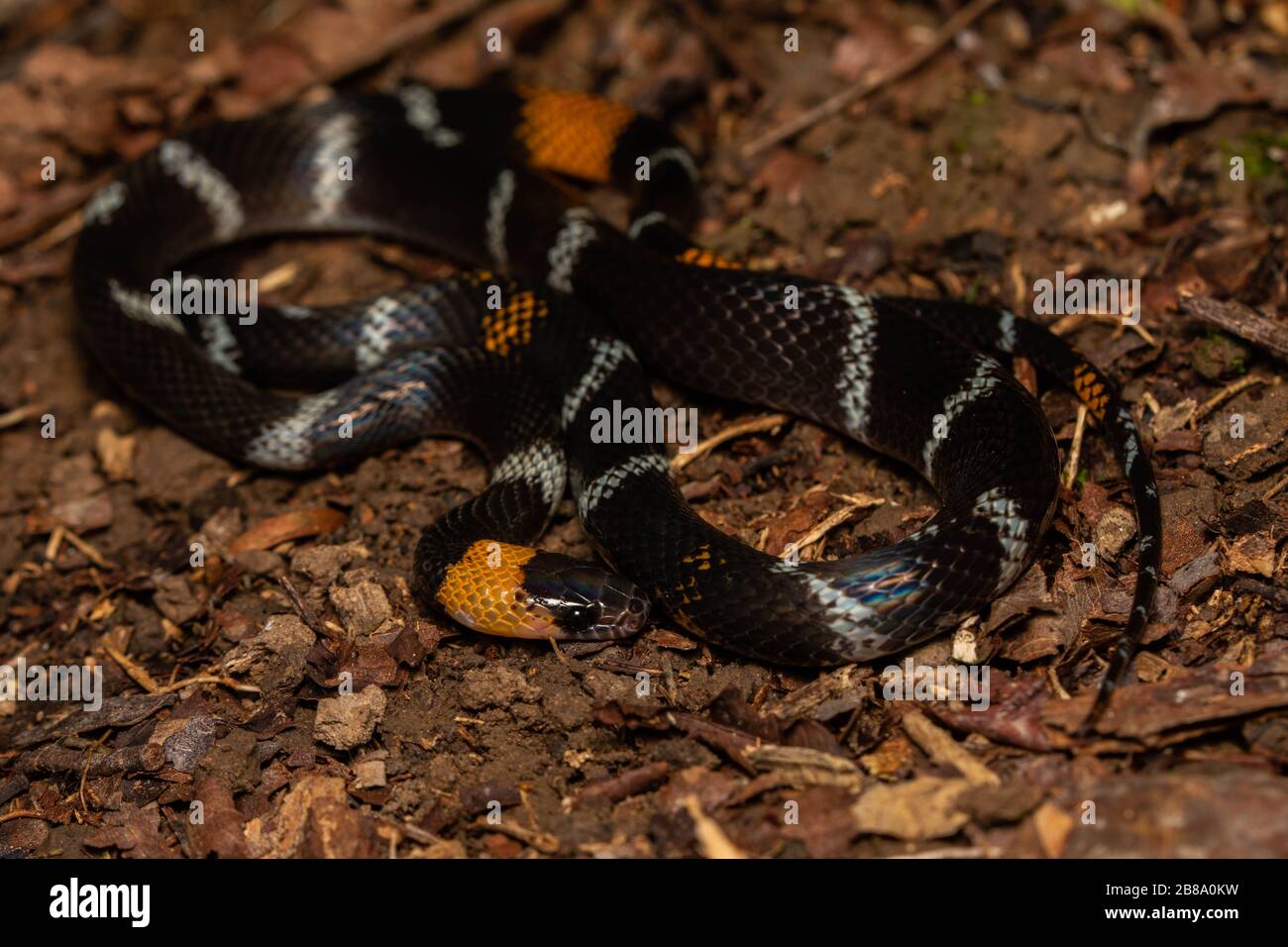 Black-headed Calico Snake (Oxyrhopus vanidicus) from the Peruvian ...