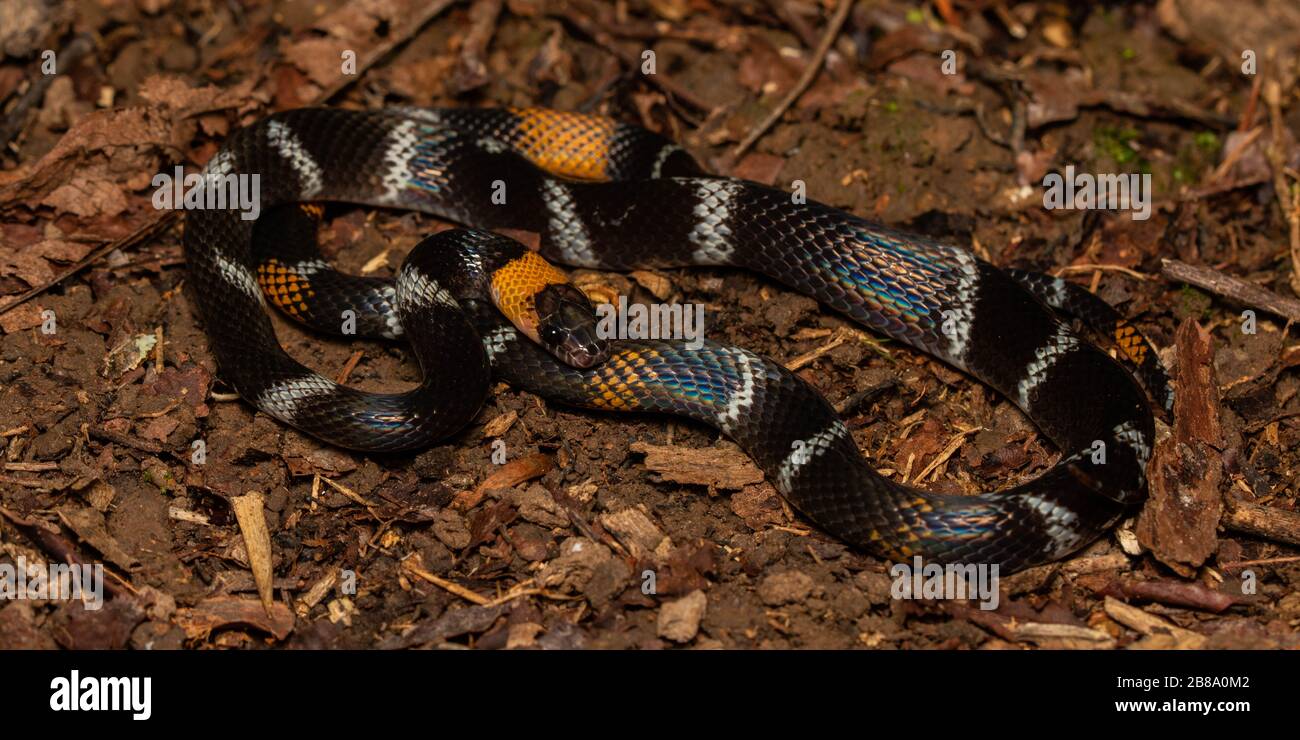 Black-headed Calico Snake (Oxyrhopus vanidicus) from the Peruvian ...
