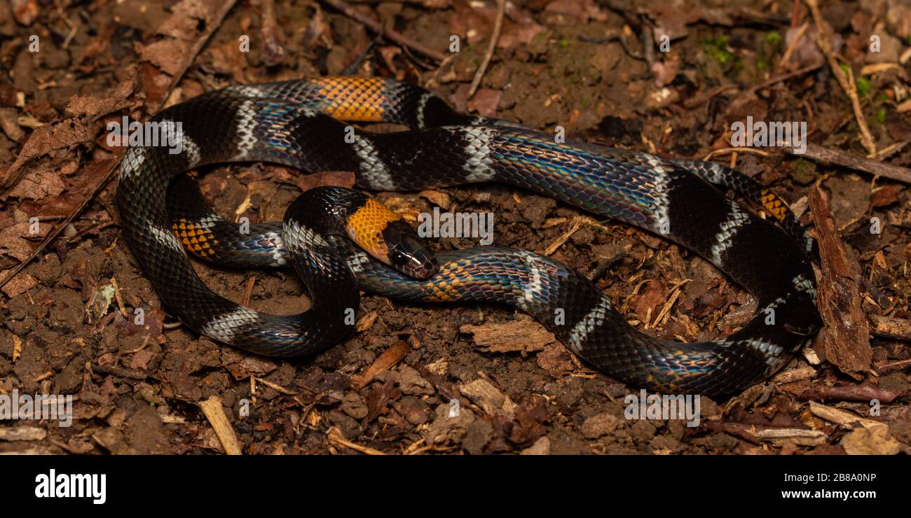 Black-headed Calico Snake (Oxyrhopus vanidicus) from the Peruvian ...
