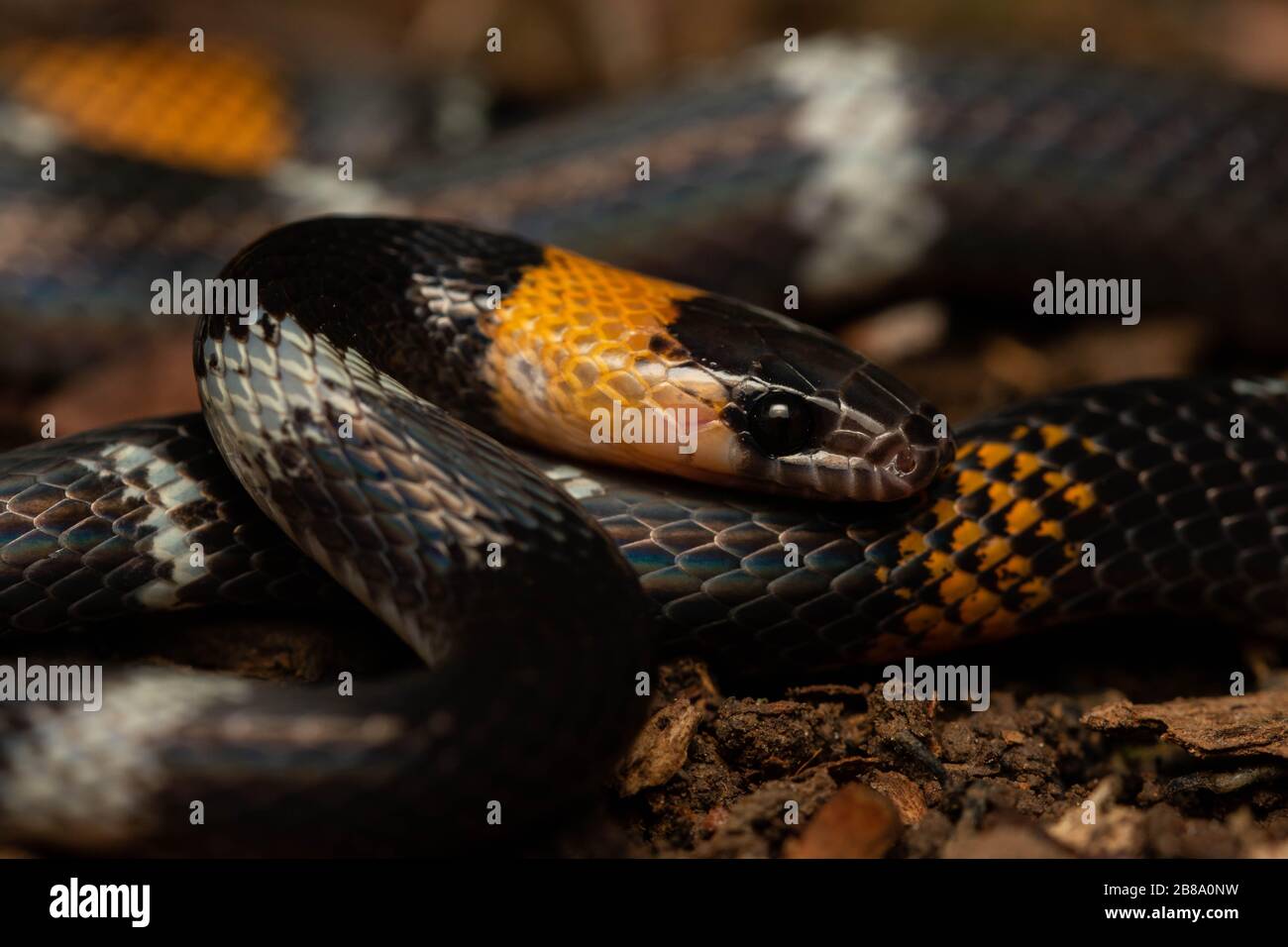 Black-headed Calico Snake (Oxyrhopus vanidicus) from the Peruvian ...