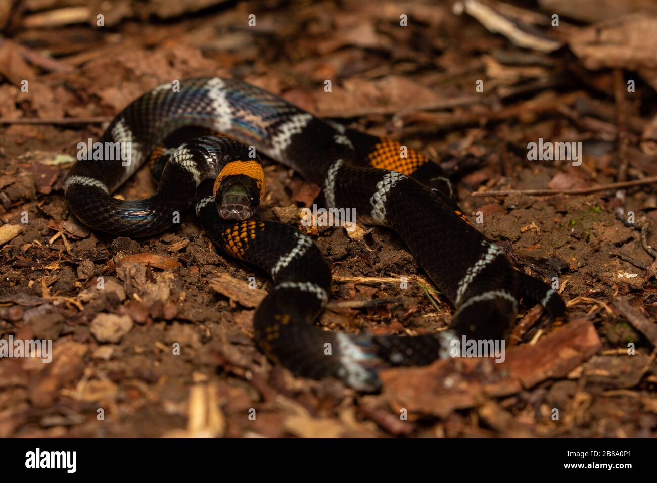 Black-headed Calico Snake (Oxyrhopus vanidicus) from the Peruvian ...