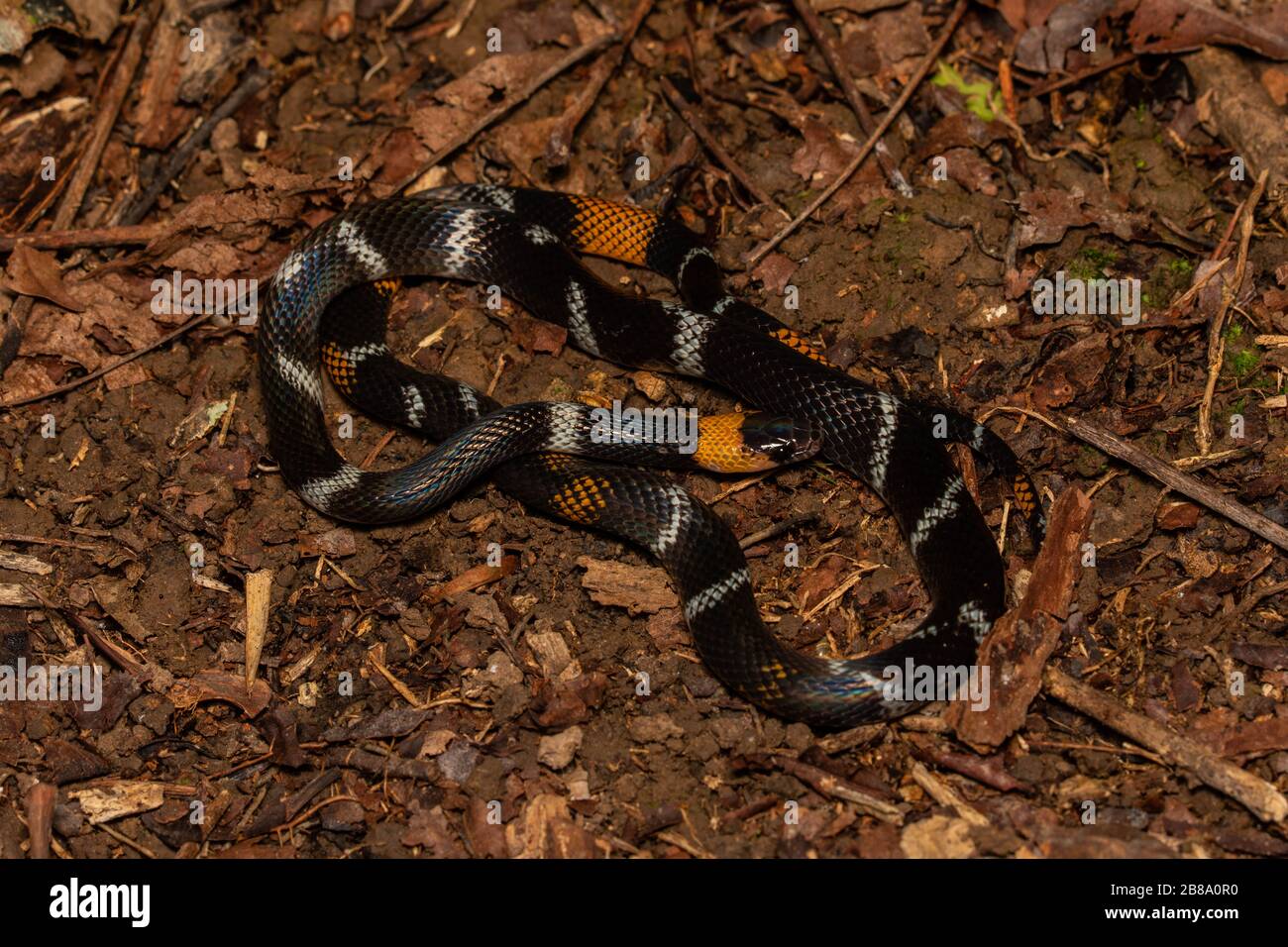 Black headed calico snake hi-res stock photography and images - Alamy