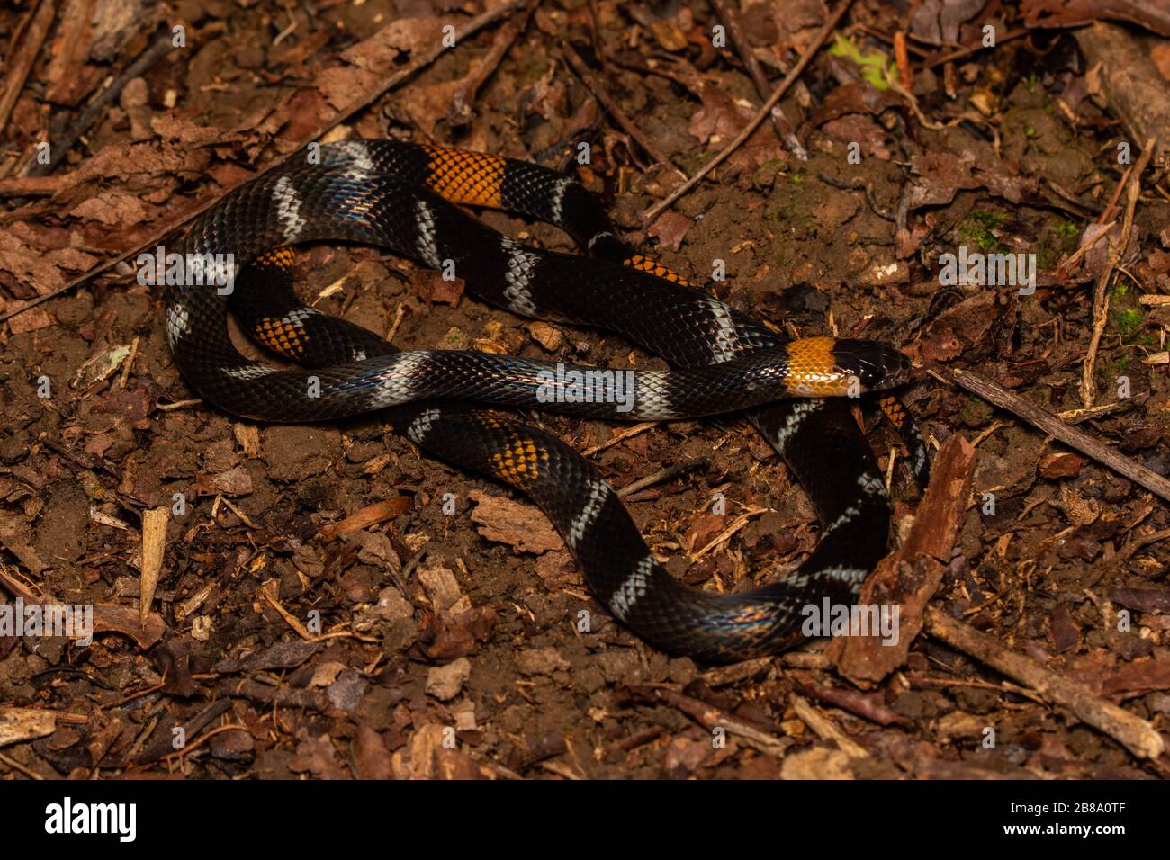 Black headed calico snake hi-res stock photography and images - Alamy