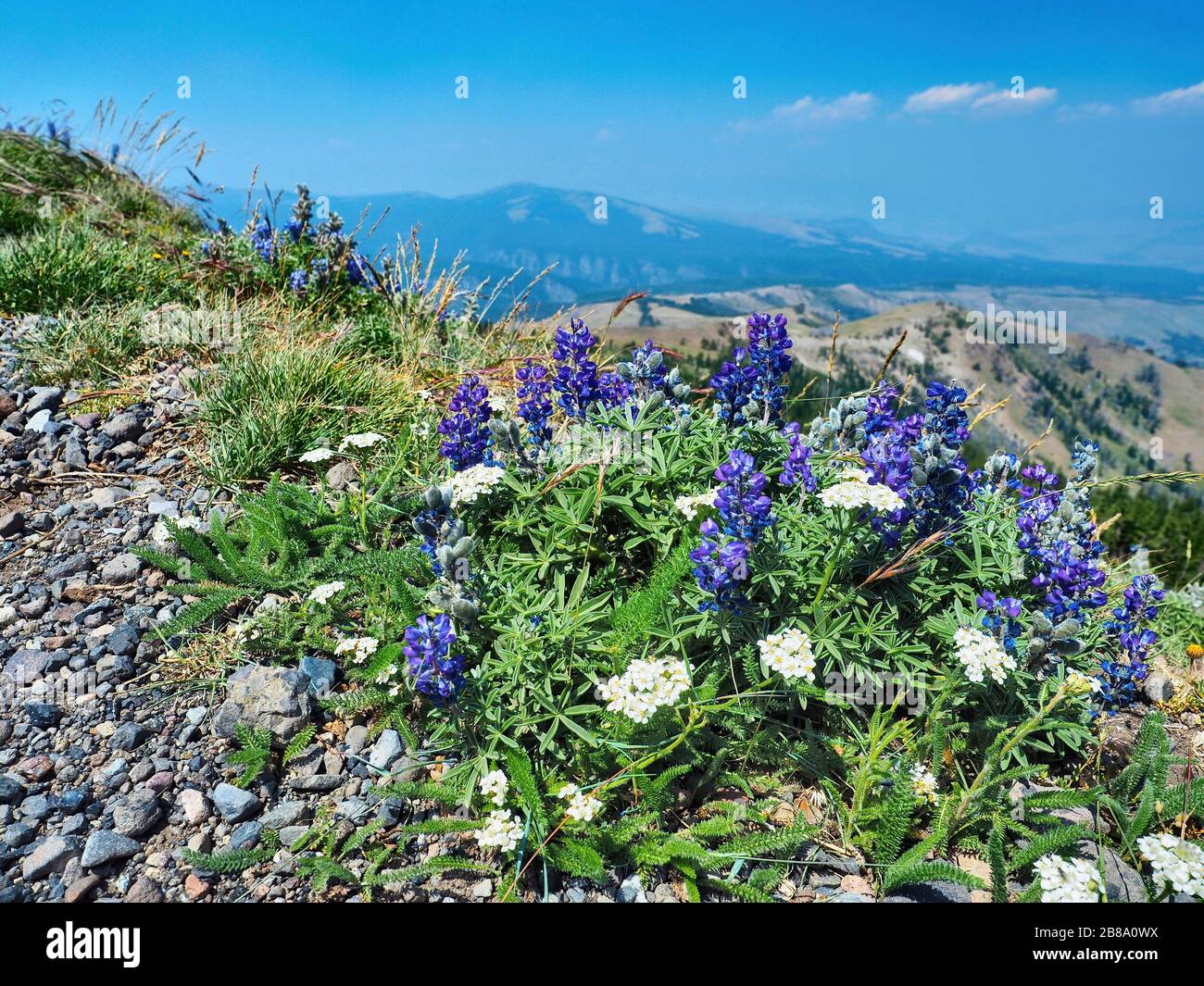 wildflowers along hiking trail on mountain side in spring Stock Photo ...