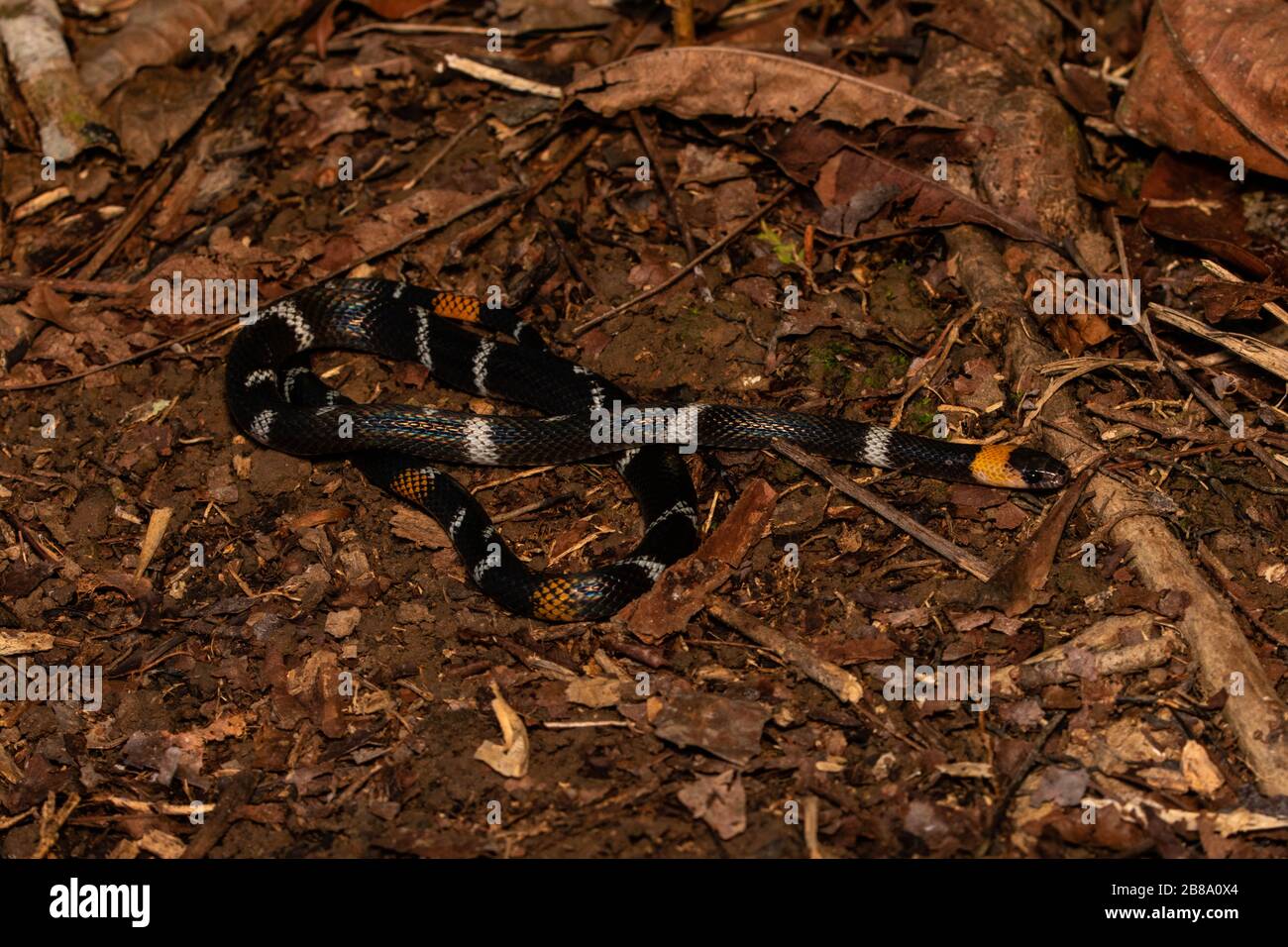 Black-headed Calico Snake (Oxyrhopus vanidicus) from the Peruvian ...
