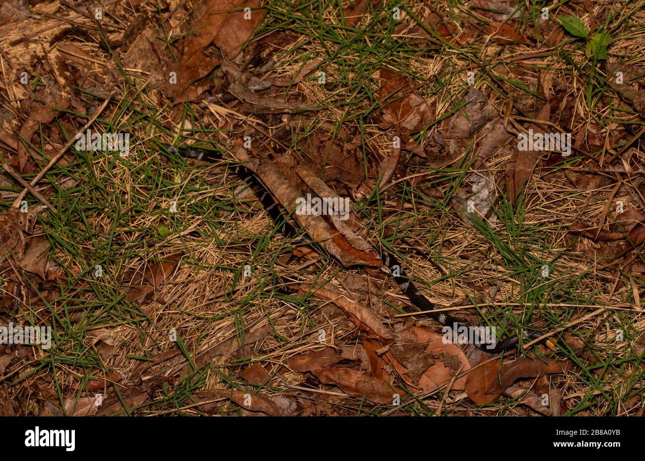 Black-headed Calico Snake (Oxyrhopus vanidicus) from the Peruvian ...