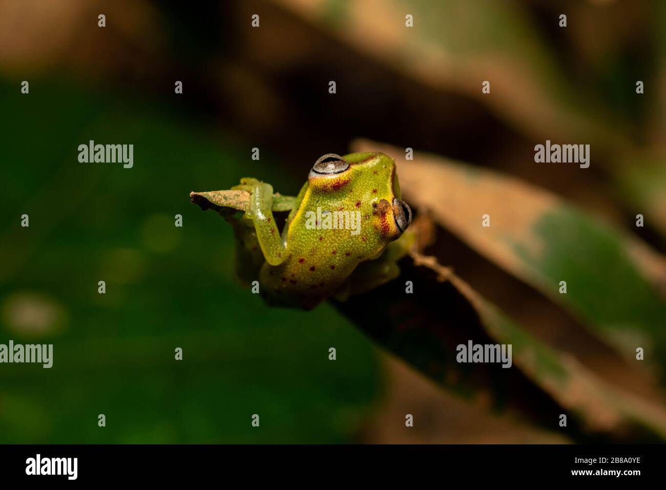 Polka-dot Treefrog (Boana punctata) from the Peruvian Amazon Stock ...