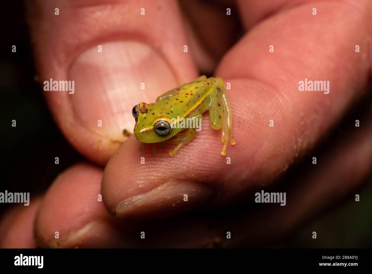 Polka-dot Treefrog (Boana punctata) from the Peruvian Amazon Stock ...