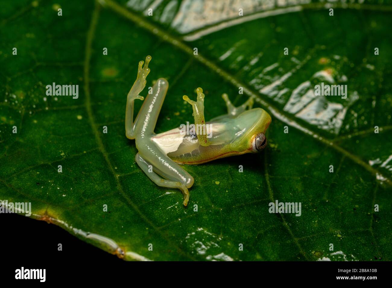 Polka-dot Treefrog (Boana punctata) from the Peruvian Amazon Stock ...