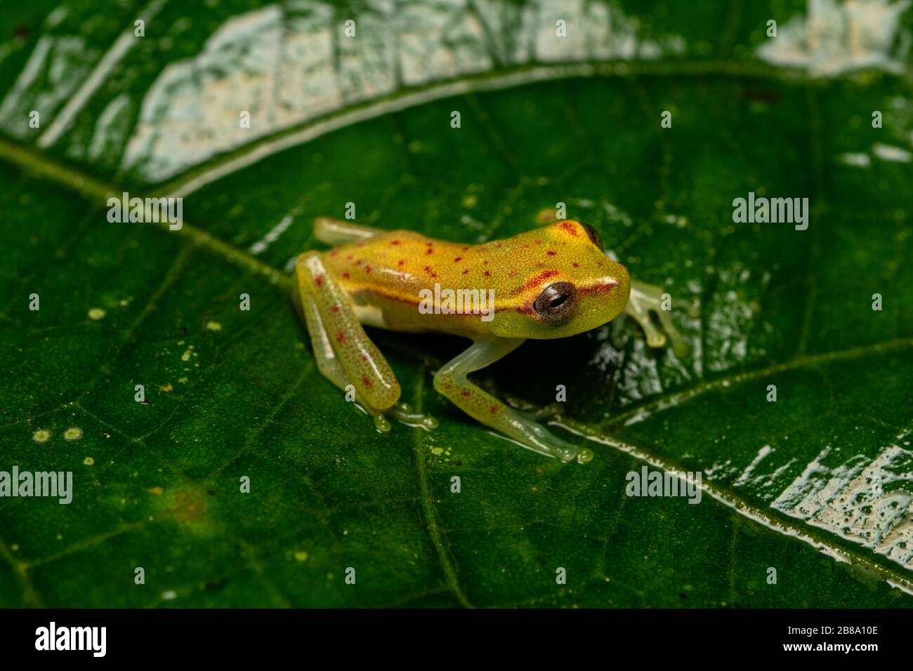 Polka-dot Treefrog (Boana punctata) from the Peruvian Amazon Stock ...