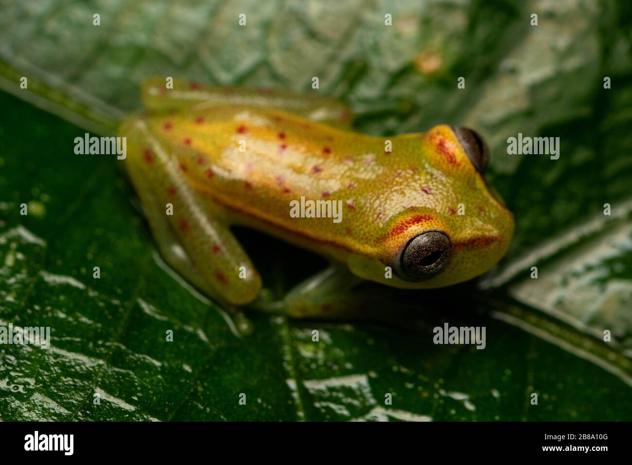 Polka-dot Treefrog (Boana punctata) from the Peruvian Amazon Stock ...