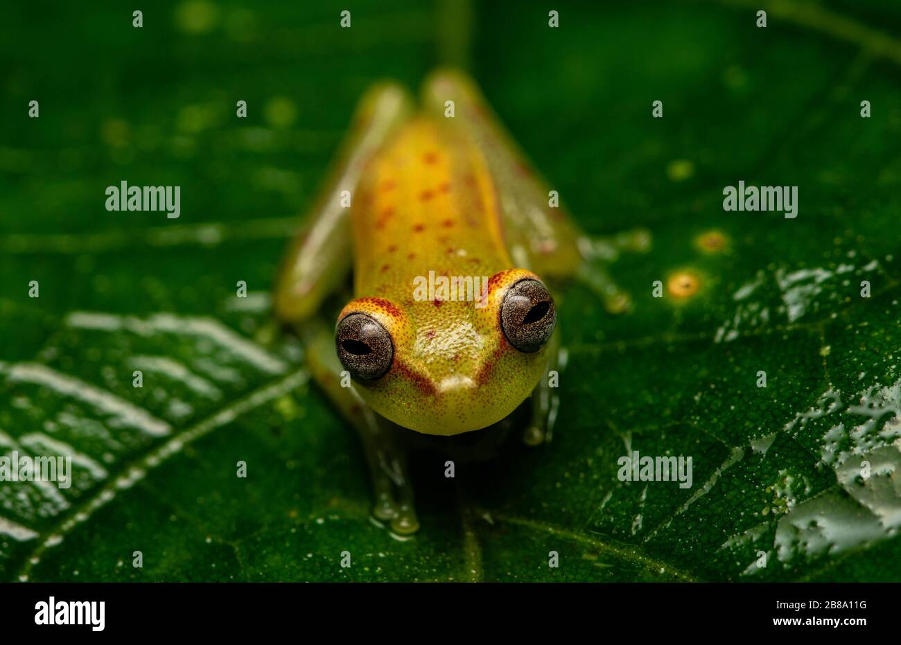 Polka-dot Treefrog (Boana punctata) from the Peruvian Amazon Stock ...