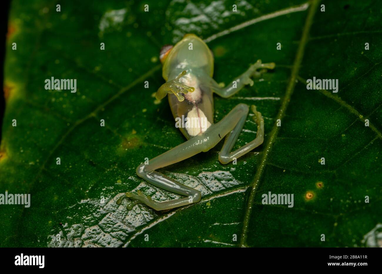 Polka-dot Treefrog (Boana punctata) from the Peruvian Amazon Stock ...