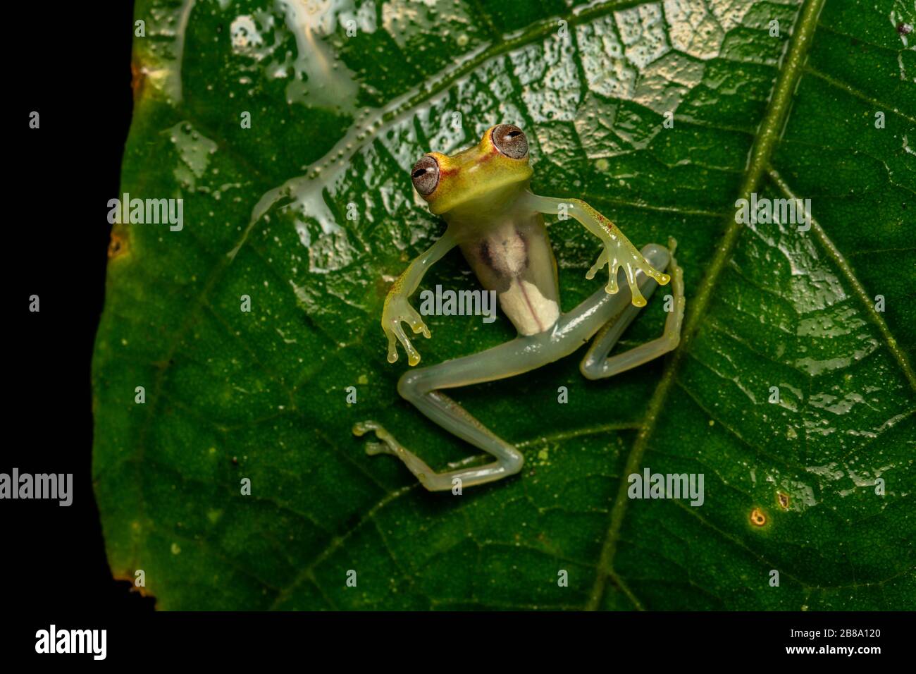 Polka-dot Treefrog (Boana punctata) from the Peruvian Amazon Stock ...