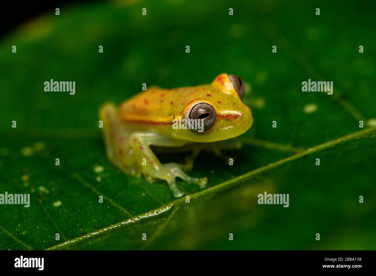 Fluorescent frog hi-res stock photography and images - Alamy
