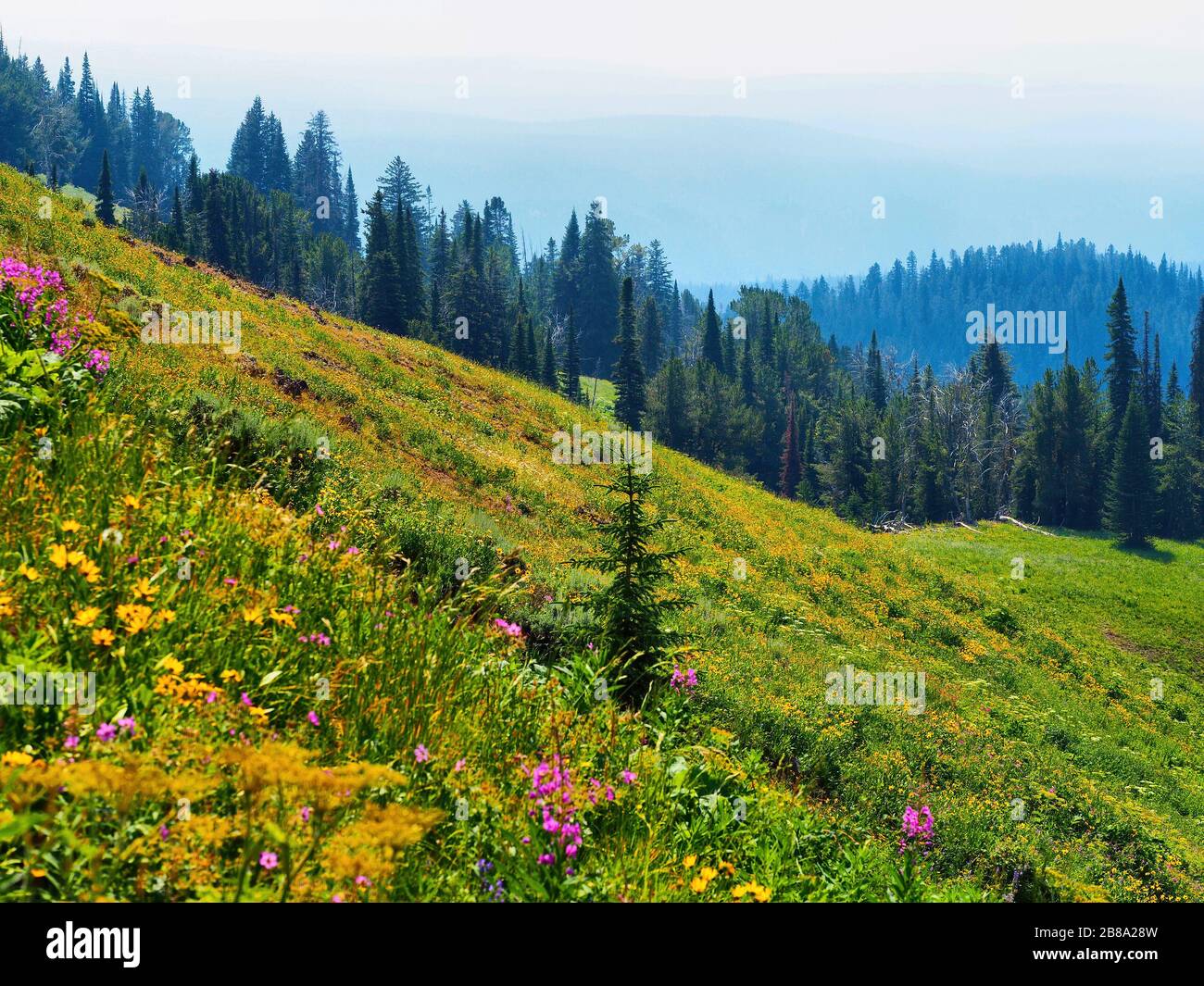 Beautiful mountain view wildflowers hi-res stock photography and images ...