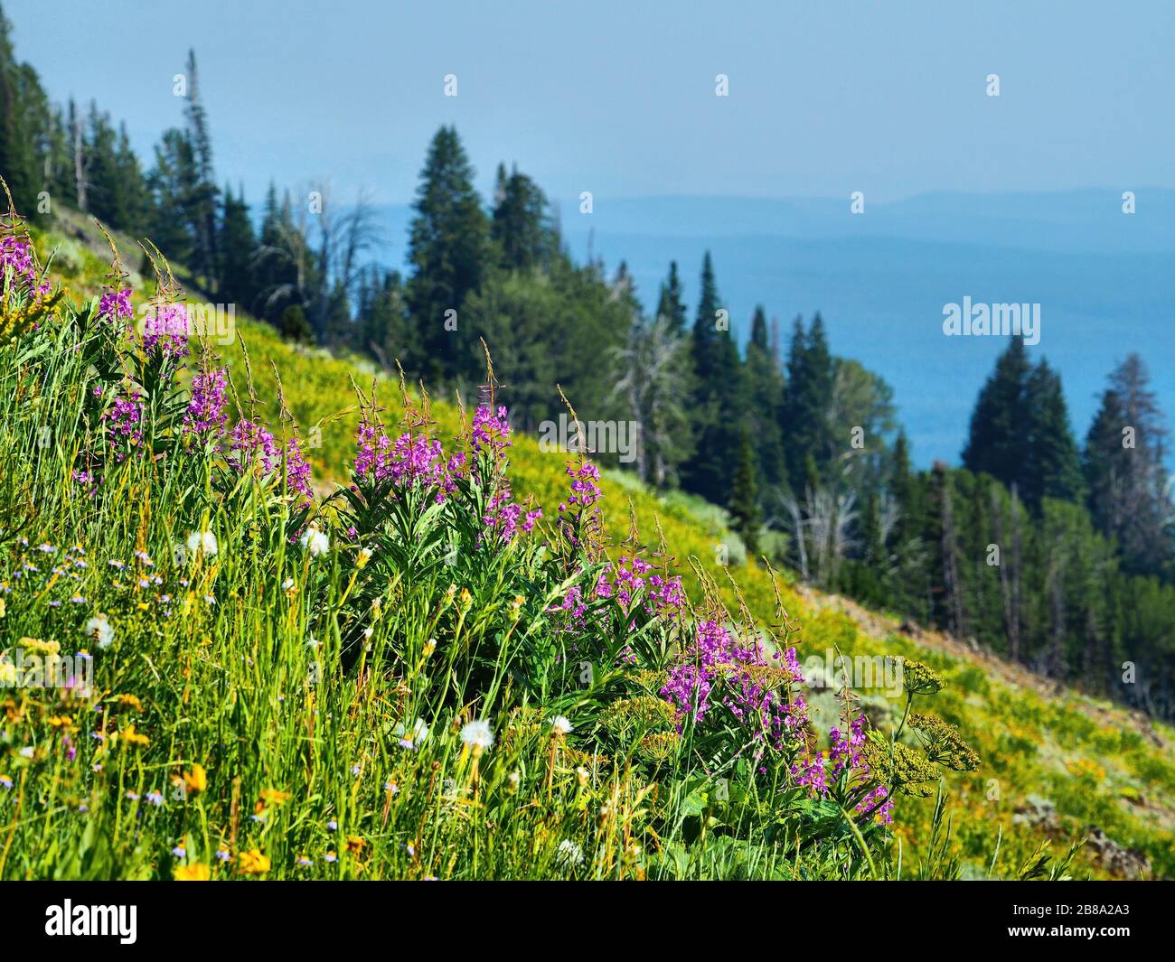 wildflowers along hiking trail on mountain side in spring Stock Photo ...