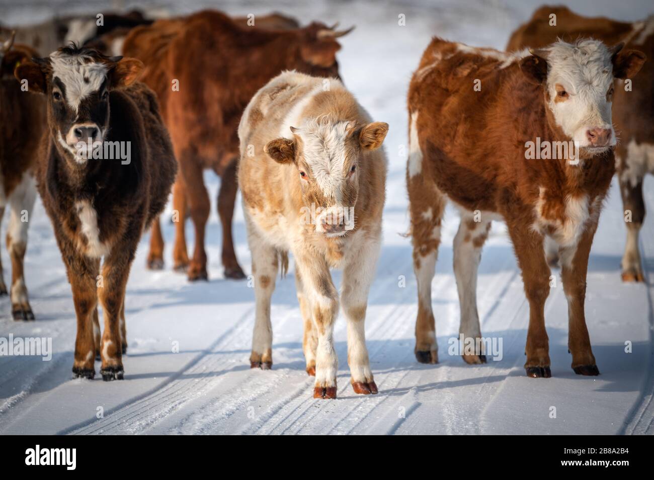 Western siberia animals hi-res stock photography and images - Alamy