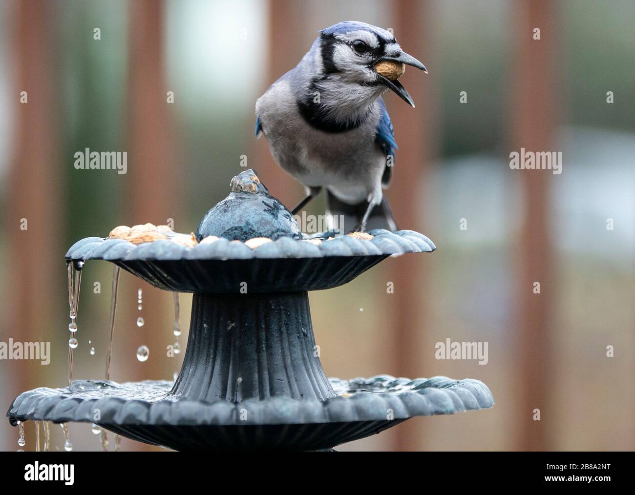 Blue Bird eating Stock Photo - Alamy