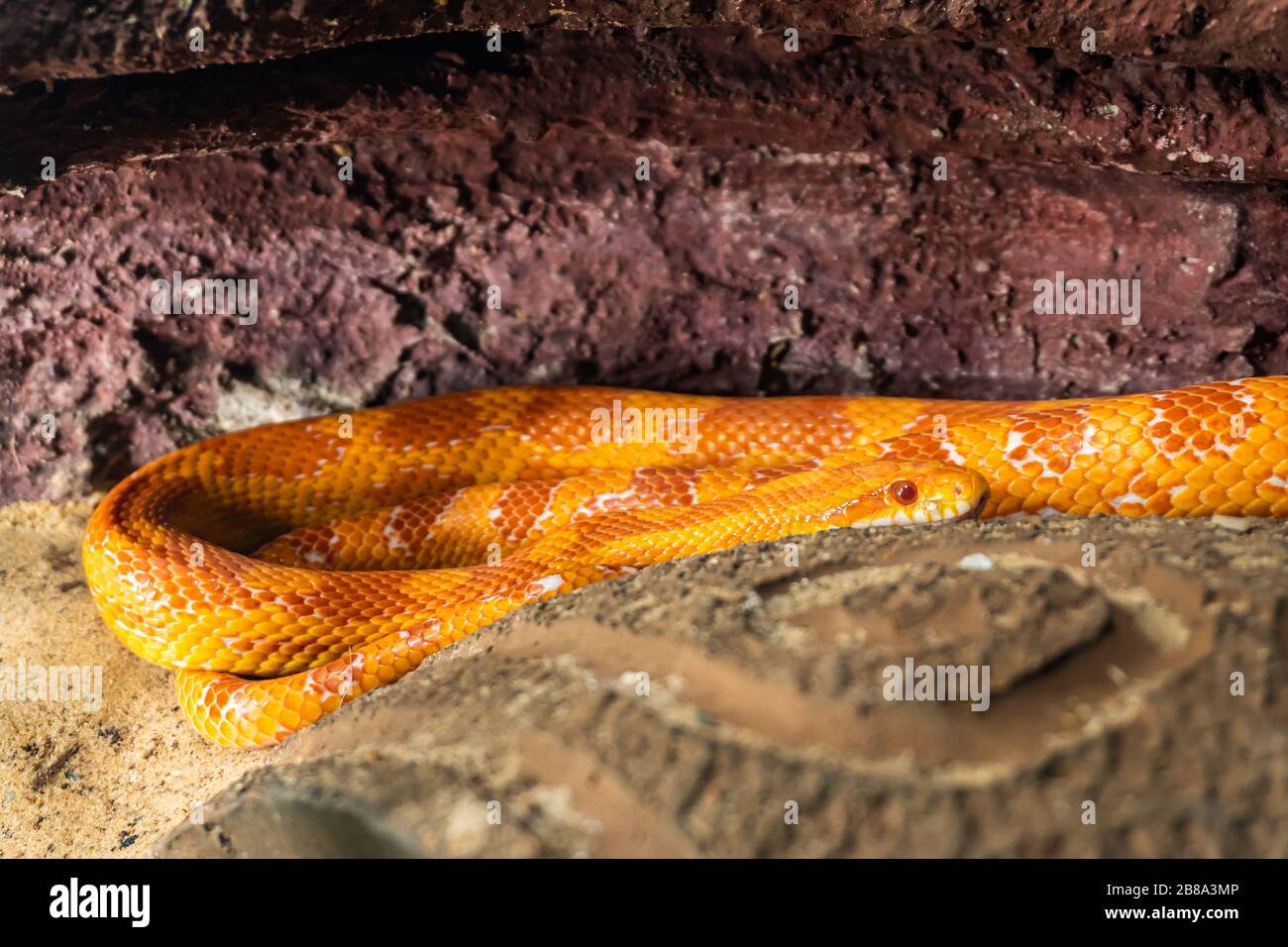 Closeup of Boa with orange, golden yellow color in the showcase in the ...