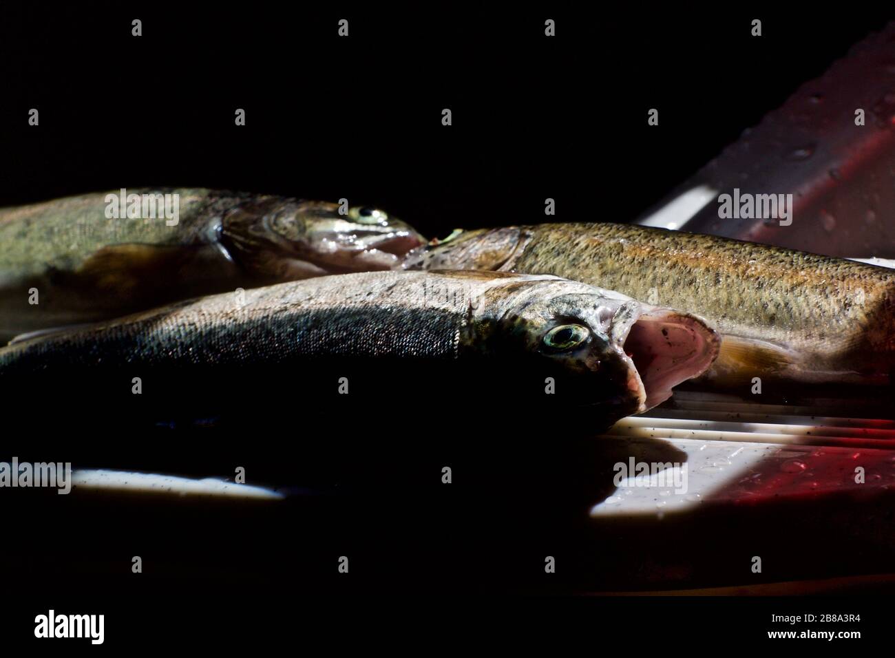 Fresh Rainbow Trout, Dressed and Ready to Prepare Stock Photo - Alamy