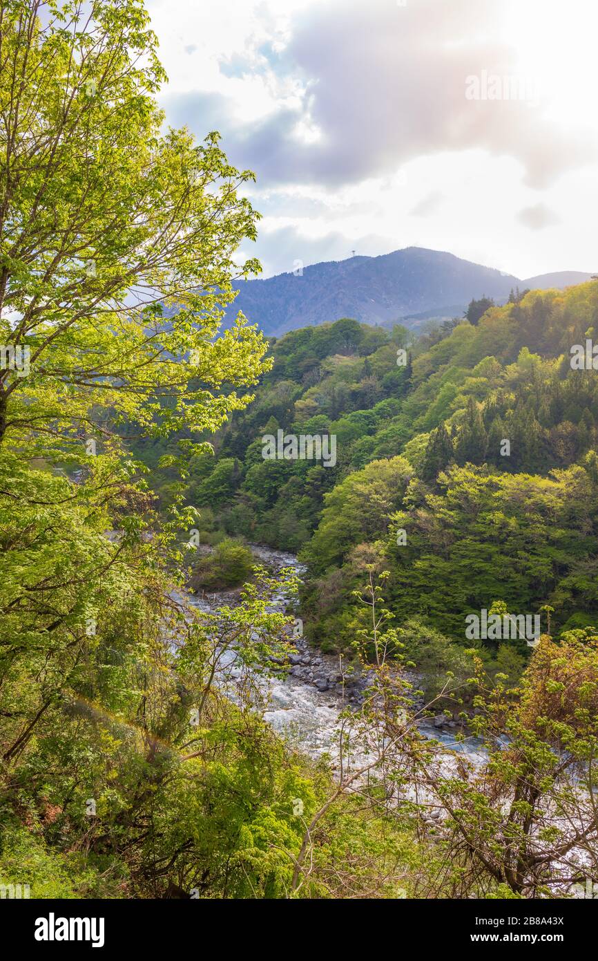 Landscape of Forest with mountain and stream in Japan Stock Photo - Alamy