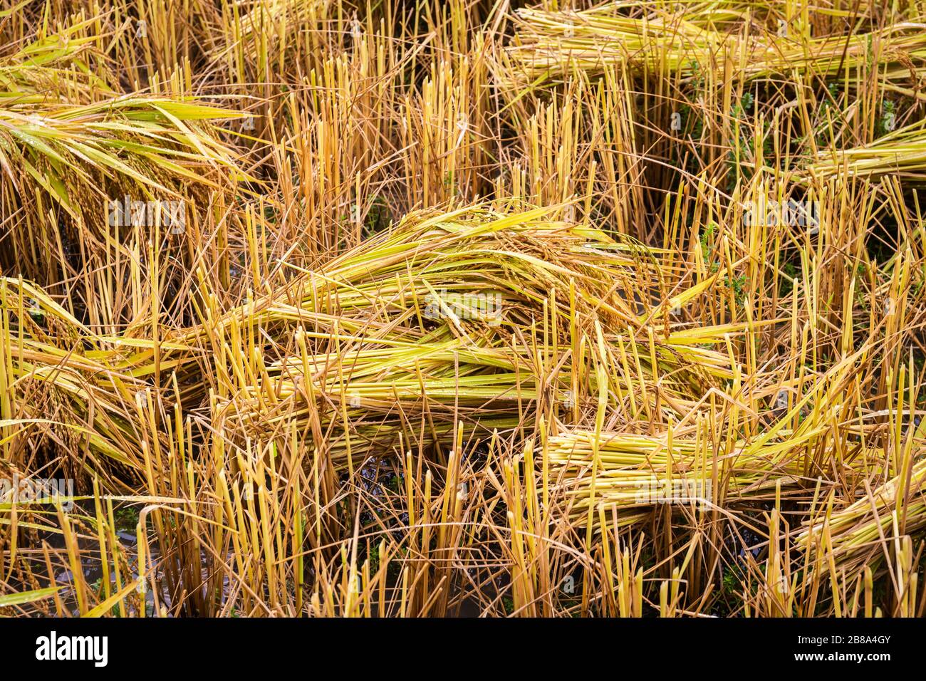Jasmine rice is ready to be harvested in the fields at Chiang Mai ...