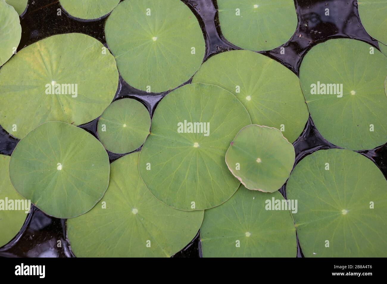 Top view of a water lily plants Stock Photo - Alamy