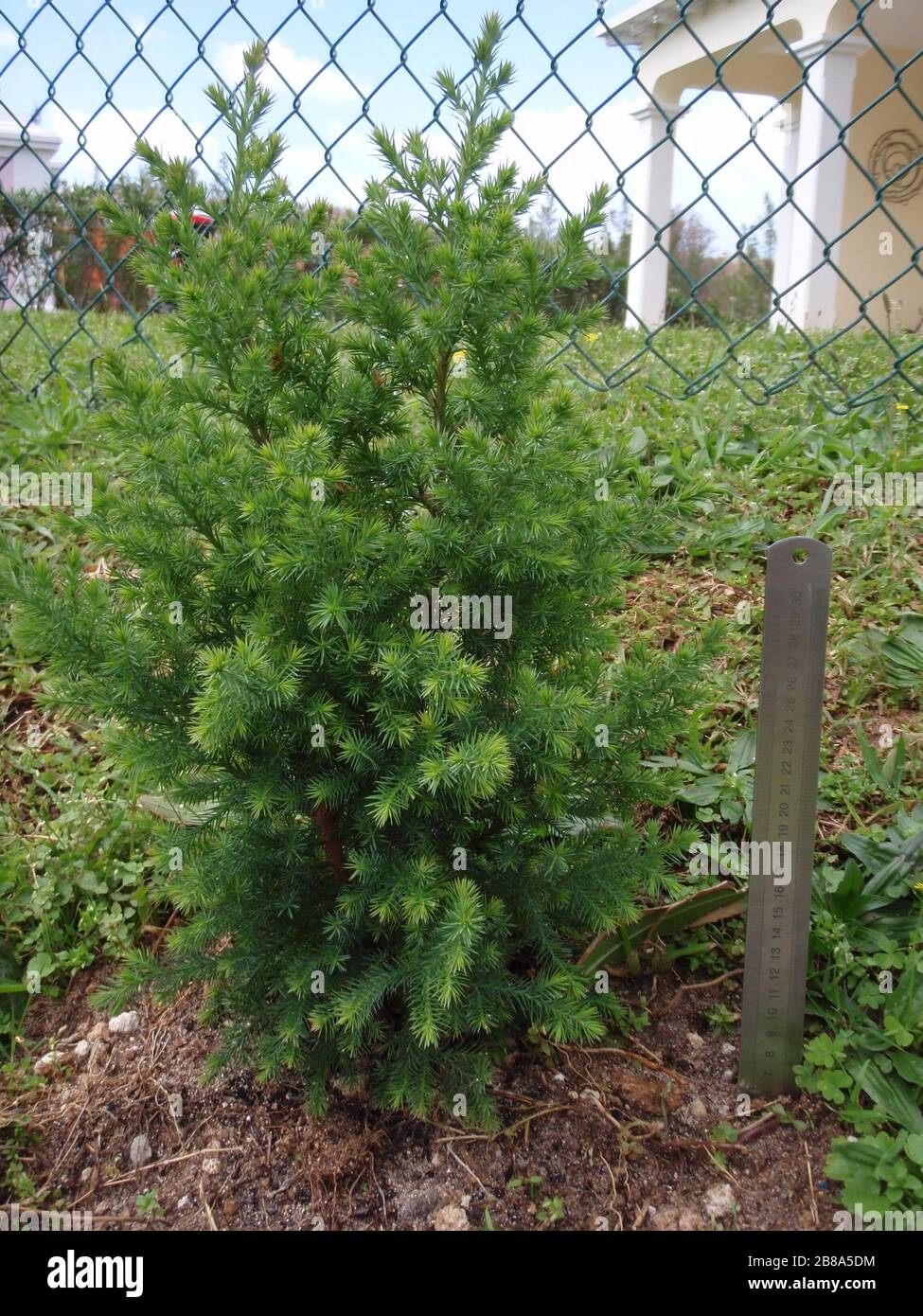 Juniperus bermudiana hi-res stock photography and images - Alamy