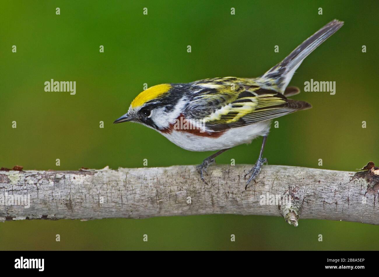 Chestnut sided warbler during spring migration Stock Photo - Alamy