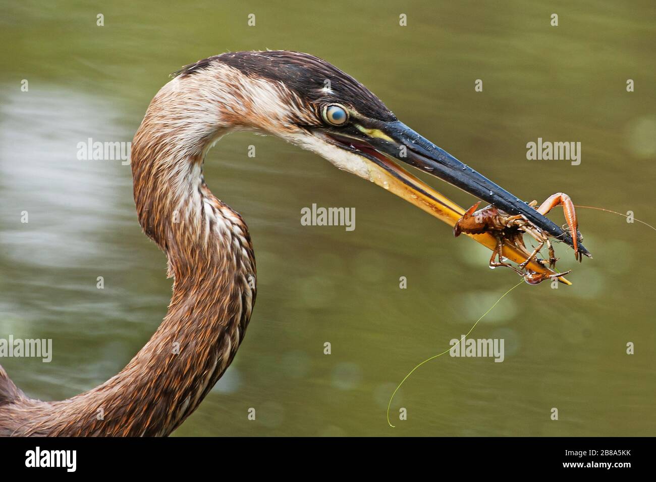 Great blue heron close up with crayfish prey Stock Photo - Alamy