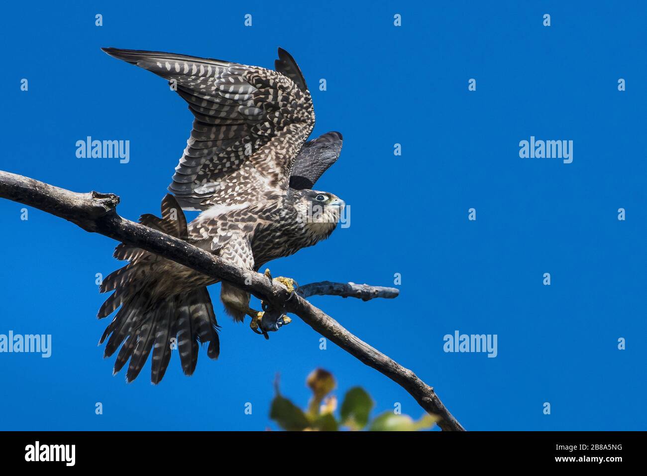 Peregrine falcon wing stretch hi-res stock photography and images - Alamy
