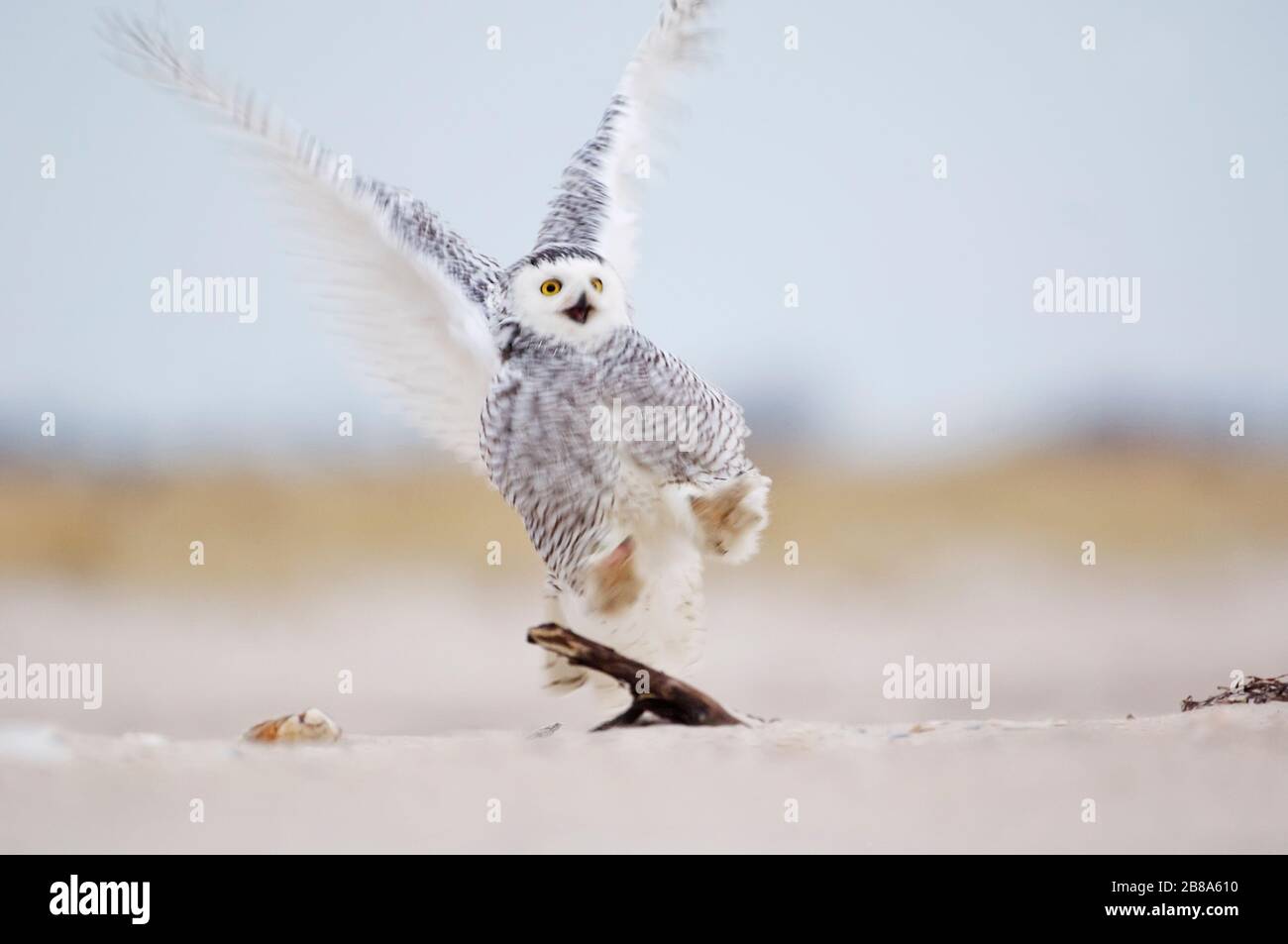 Attacking owl hi-res stock photography and images - Alamy