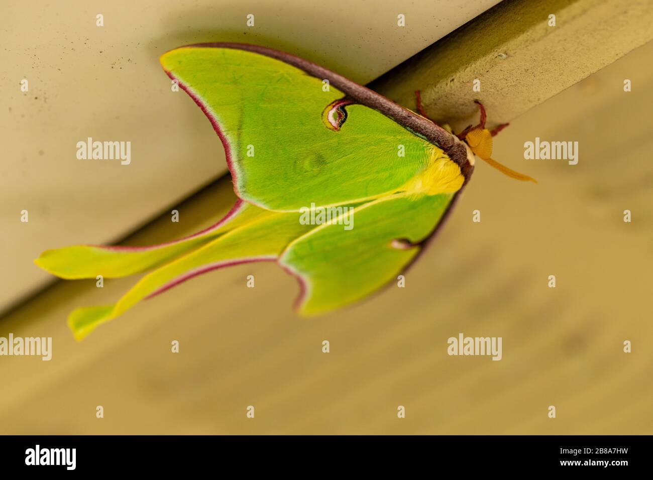 Luna moth caterpillar hi-res stock photography and images - Alamy