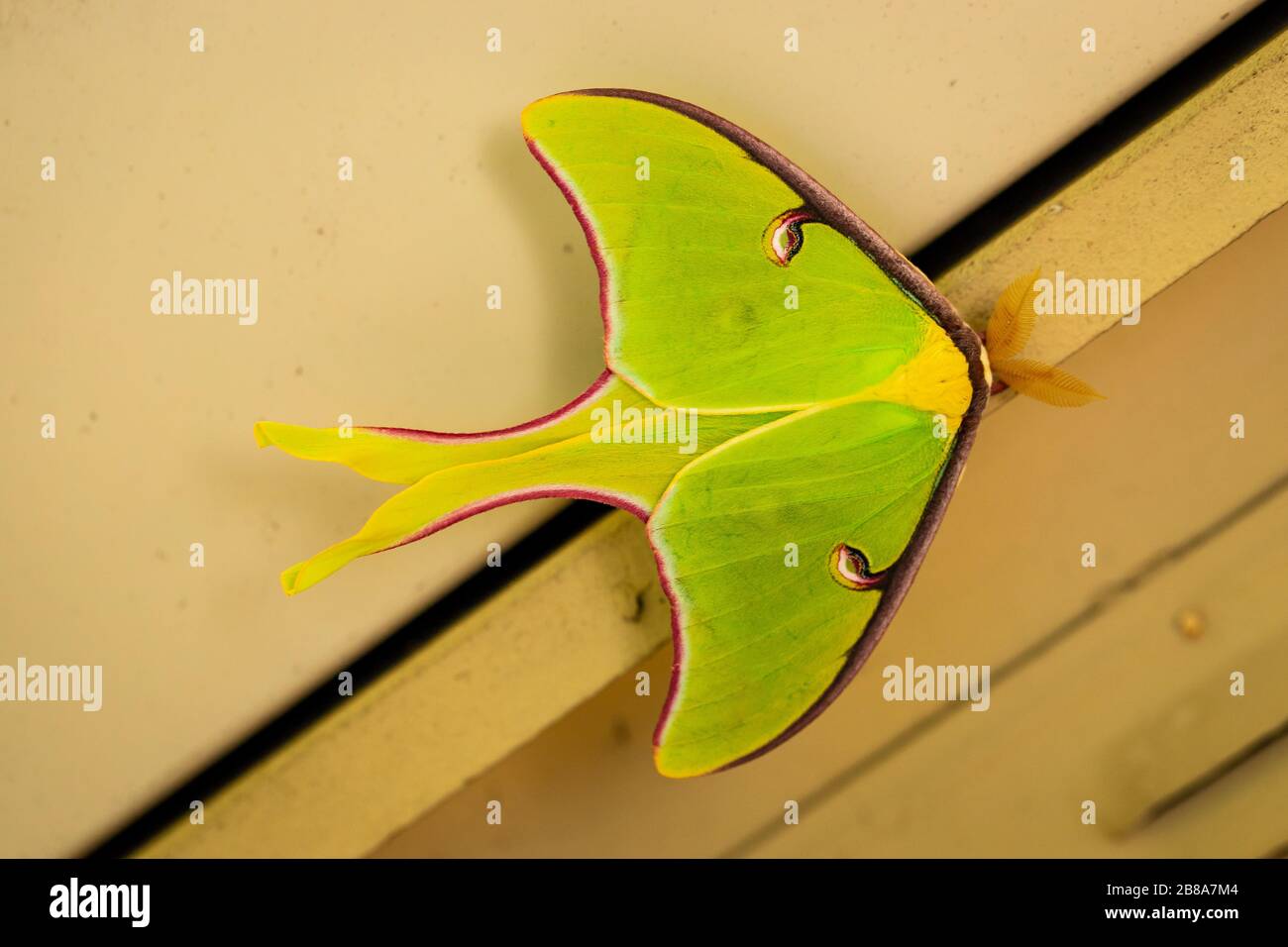 Luna moth caterpillar hi-res stock photography and images - Alamy