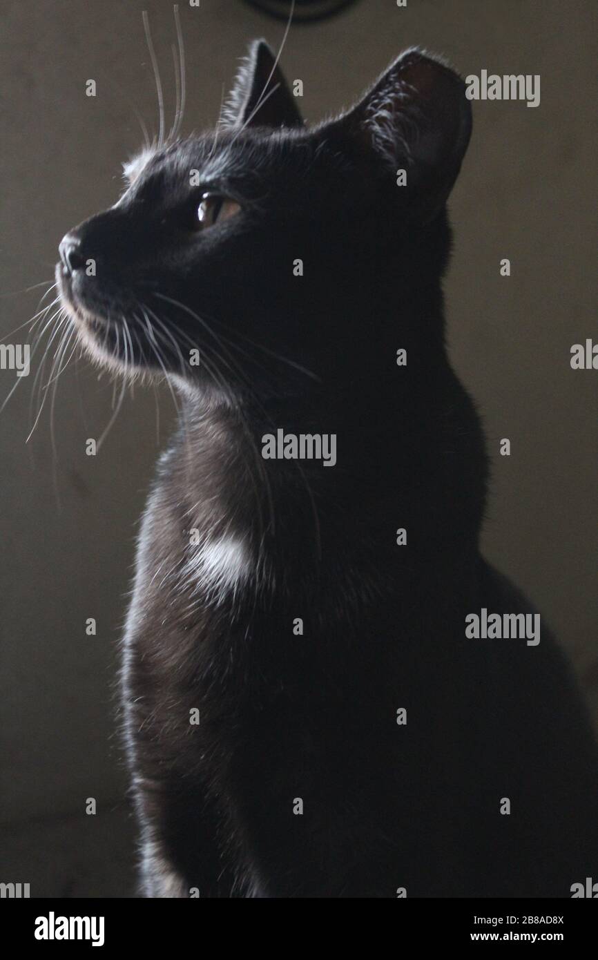 Black Cat Window 2 Stock Photo - Alamy